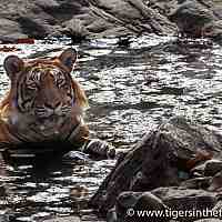 3 Tigers Spend Night With Humans During Flood