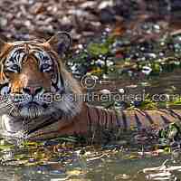 Large Adult Male Tiger (Panthera Tigris Tigris) - In Tigers & Other ...