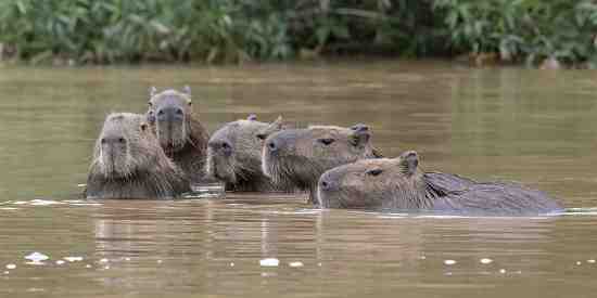 Capybara Family (Hydrochaerus Hydrochaeris) Swimming In Line. - In The ...