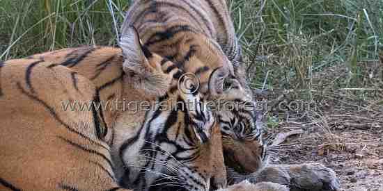 Tigress And Her Two Cubs - In Tigers & Other Indian Wildlife - Tigers ...