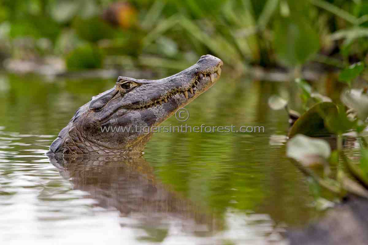 Caiman (Melanosuchus Niger) - In The Pantanal - Tigers In The Forest