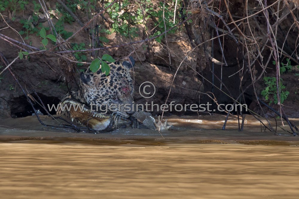 Jaguar (Panthera Onca) Killing Caiman (Melanosuchus Niger) - In The ...
