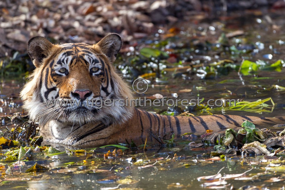 Large Adult Male Tiger (Panthera Tigris Tigris) - In Tigers & Other ...