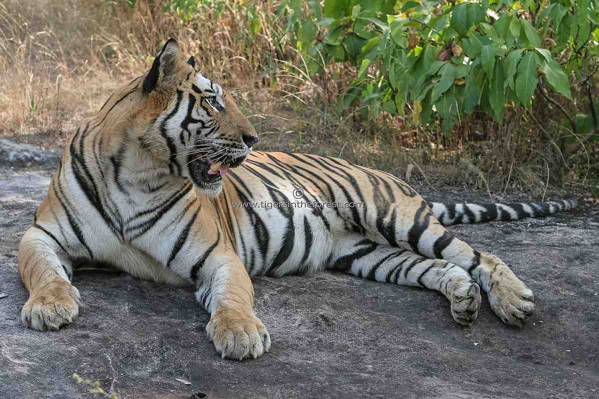 Bandhavgarh's Iconic Tiger (Panthera Tigris Tigris) - In Tigers & Other ...