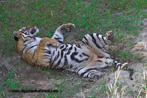 A Male Tiger - In B2 Of Bandhavgarh - Tigers In The Forest