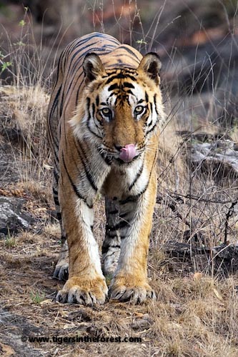 A Male Tiger - In B2 Of Bandhavgarh - Tigers In The Forest