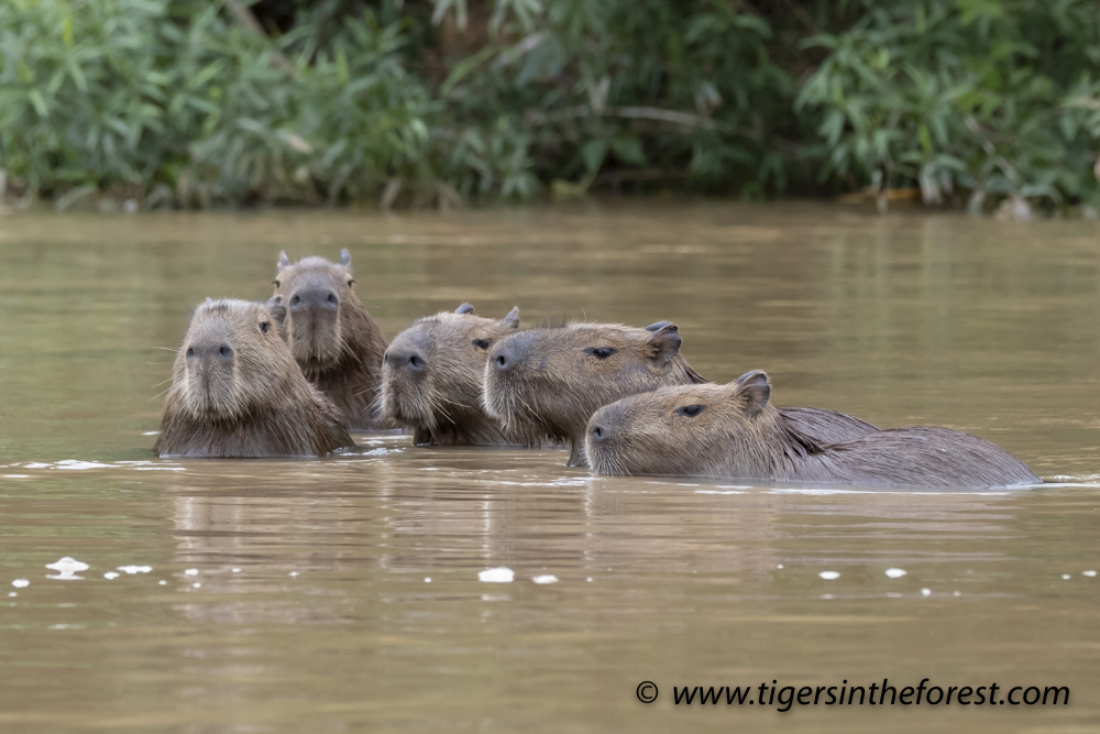 Capybara Family (Hydrochaerus Hydrochaeris) Swimming In Line. - In The ...