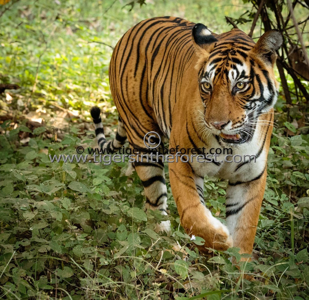 Tigress In The Forest (Panthera Tigris Tigris) - In Tigers & Other ...