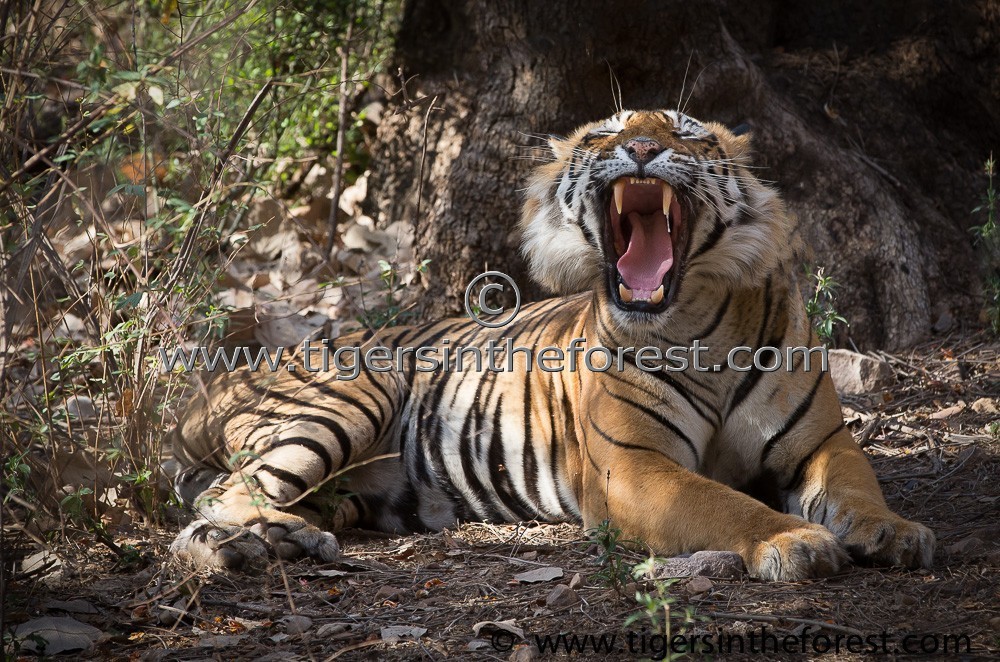 Large Dominant Male Tiger Of Ranthambhore (Panthera Tigris Tigris) - In ...