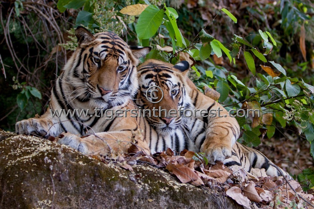 The Brothers (Panthera Tigris Tigris) - In Tigers & Other Indian ...