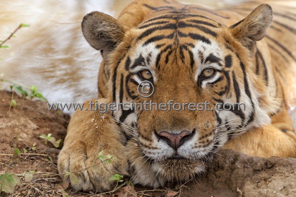Ranthambhore's 'Star' Male Tiger - In Tigers & Other Indian Wildlife ...