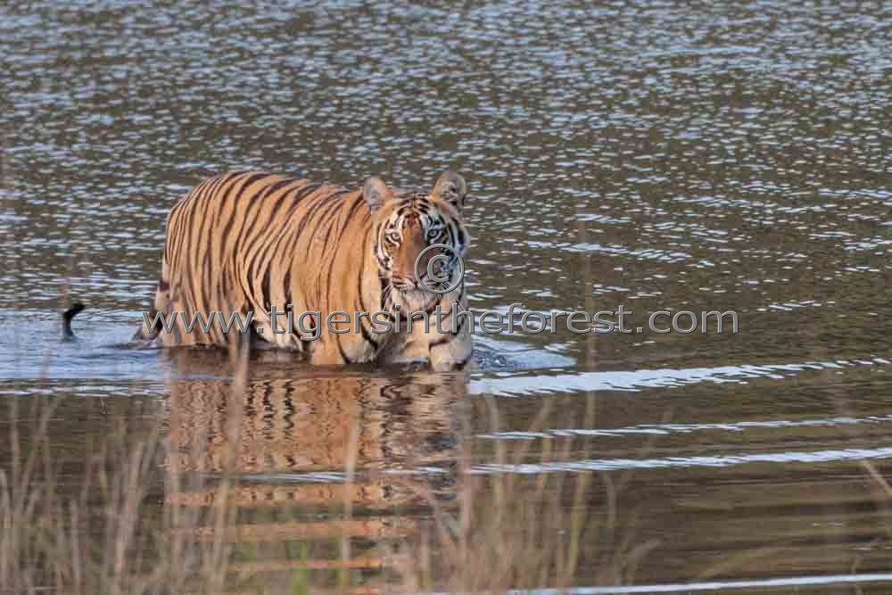 Sonam Sub-adult Tigress (Panthera Tigris Tigris) - In Tigers & Other ...