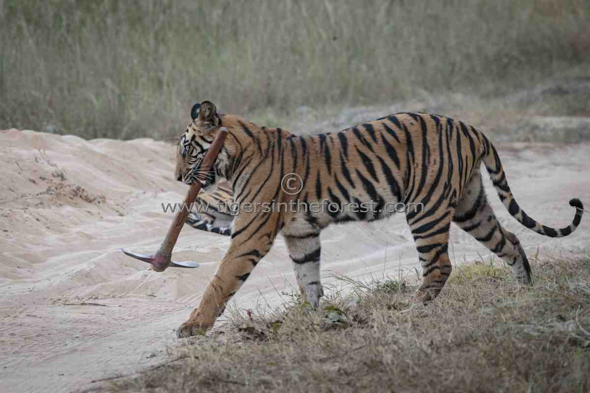 Save the wild tiger. Tiger. Tiger Conservation