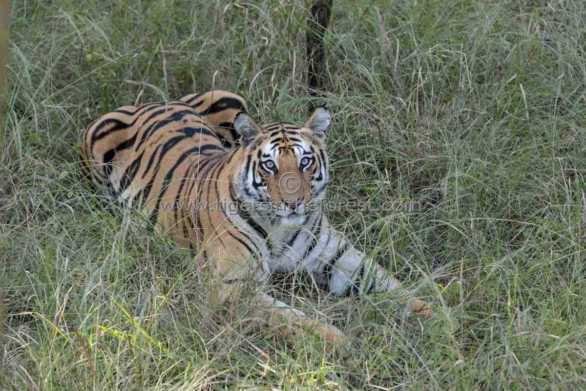 Young Bandhavgarh Tigress (Panthera Tigris Tigris) Known As 'Spotty ...