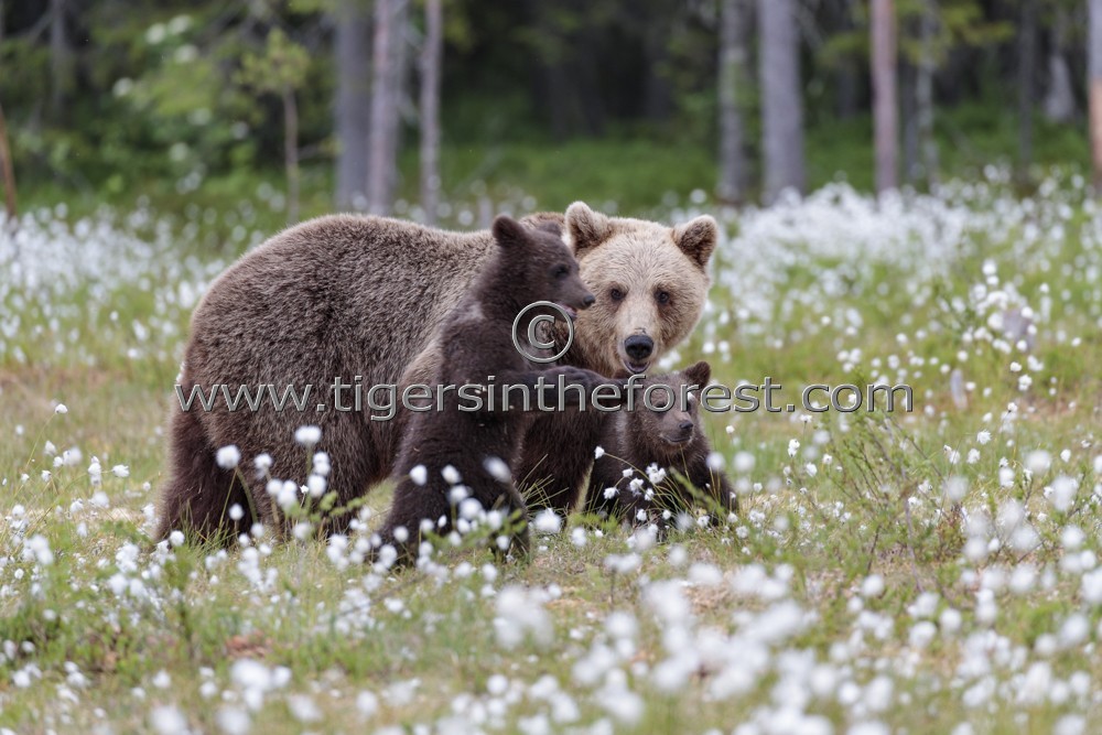 Female Brown Bear With Her Two Cubs - In Bears Of Finland - Tigers In ...